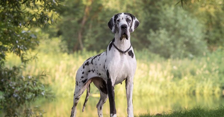 10 Best Beautiful Dogs in the World of All Time